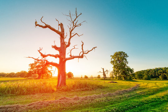 Sommereiche Bilder – Durchsuchen 17,387 Archivfotos, Vektorgrafiken und ...