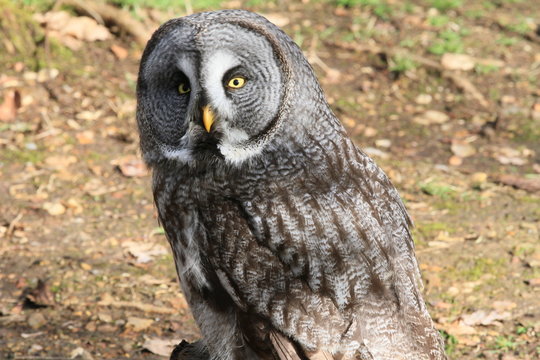 รูปภาพHiboux – เลือกดูภาพถ่ายสต็อก เวกเตอร์ และวิดีโอ353 | Adobe Stock