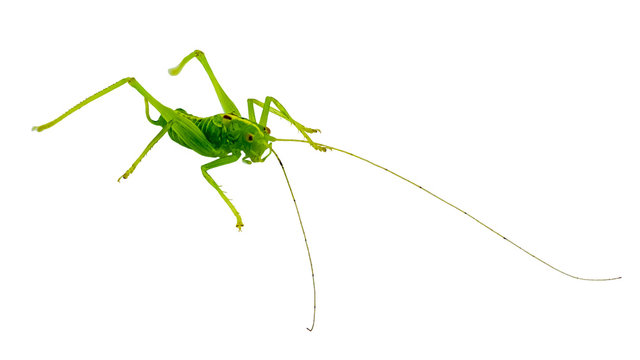 รูปภาพEnsifera – เลือกดูภาพถ่ายสต็อก เวกเตอร์ และวิดีโอ1,700 | Adobe Stock