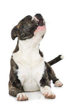 รูปภาพ"Bellender Hund" – เลือกดูภาพถ่ายสต็อก เวกเตอร์ และวิดีโอ28 ...