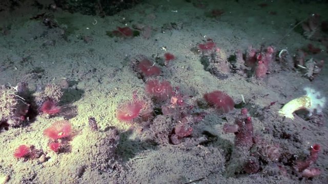 Sauerwurm Bilder – Durchsuchen 1,012 Archivfotos, Vektorgrafiken und ...