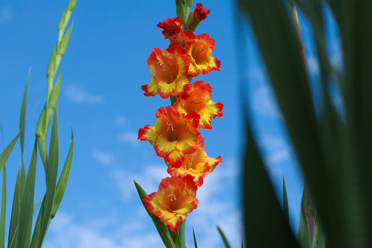 Gladiolen Изображения: просматривайте стоковые фотографии, векторные ...