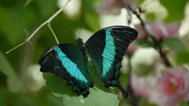 Hedylidae Images – Browse 143 Stock Photos, Vectors, and Video | Adobe ...