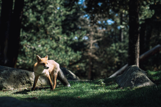Schlaufuchs Bilder – Durchsuchen 12,956 Archivfotos, Vektorgrafiken und ...