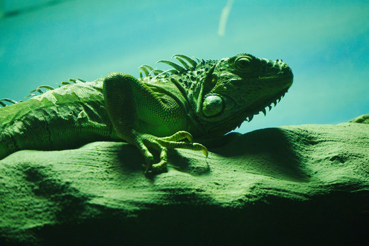 รูปภาพAcrodonta – เลือกดูภาพถ่ายสต็อก เวกเตอร์ และวิดีโอ11,557 | Adobe ...