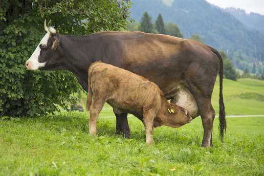 รูปภาพZitze – เลือกดูภาพถ่ายสต็อก เวกเตอร์ และวิดีโอ138 | Adobe Stock