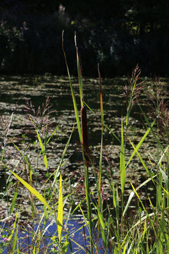 Dunhammer Images – Browse 8 Stock Photos, Vectors, and Video | Adobe Stock