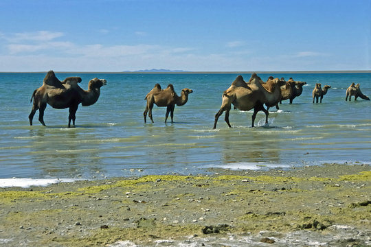 Imagens de Khyar – Explore Fotografias do Stock, Vetores e Vídeos de 18 ...