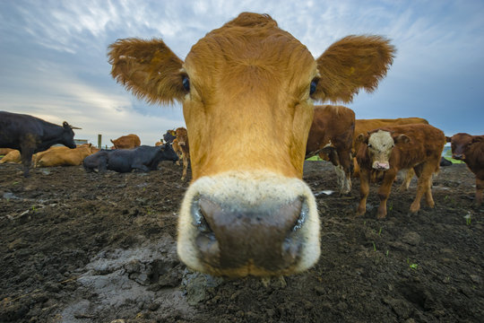 Heifer Images – Browse 35,653 Stock Photos, Vectors, and Video | Adobe ...