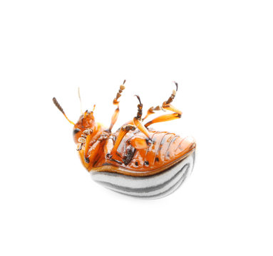 รูปภาพVermin – เลือกดูภาพถ่ายสต็อก เวกเตอร์ และวิดีโอ115,045 | Adobe Stock