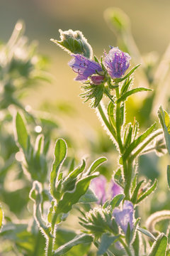 Filligran bilder – Bläddra bland 163 stockfoton, vektorer och videor ...