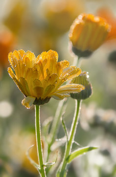 Filligran Bilder – Durchsuchen 163 Archivfotos, Vektorgrafiken und ...