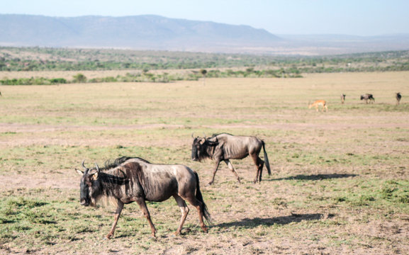 Gnus bilder – Bläddra bland 3,515 stockfoton, vektorer och videor ...