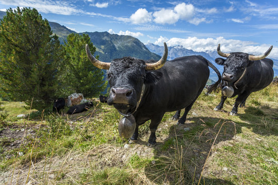 Eringer-Bilder: Stock-Fotos & -Videos. | Adobe Stock