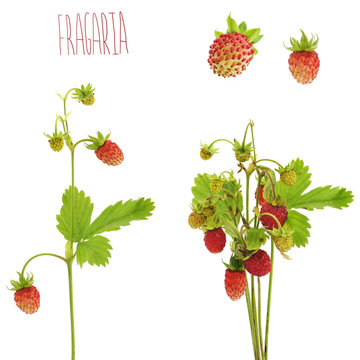 รูปภาพFragaria – เลือกดูภาพถ่ายสต็อก เวกเตอร์ และวิดีโอ48,325 | Adobe Stock
