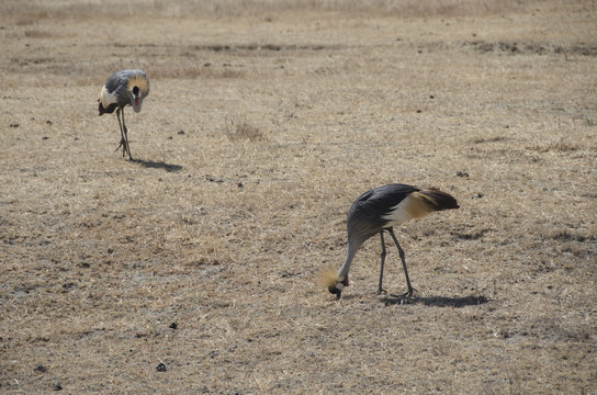รูปภาพSteppa – เลือกดูภาพถ่ายสต็อก เวกเตอร์ และวิดีโอ470 | Adobe Stock
