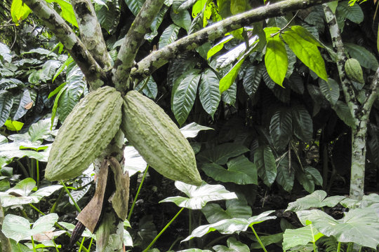 Fructify Bilder – Durchsuchen 586 Archivfotos, Vektorgrafiken und Videos | Adobe Stock