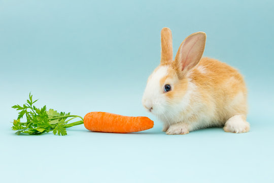 Conejo Images – Browse 35 Stock Photos, Vectors, and Video | Adobe Stock