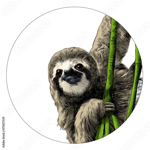 "sloth sketch vector graphics color pattern in a circle" Stock image ...