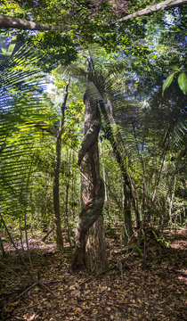 Lecythis Images – Browse 85 Stock Photos, Vectors, and Video | Adobe Stock