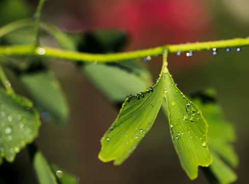 Ginkopsida Images – Browse 41 Stock Photos, Vectors, and Video | Adobe ...