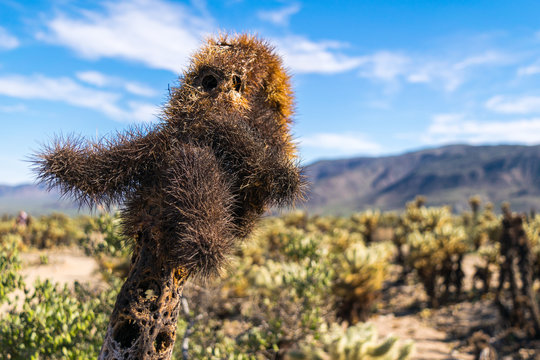 "Pinto Culture"-Bilder: Stock-Fotos & -Videos. | Adobe Stock