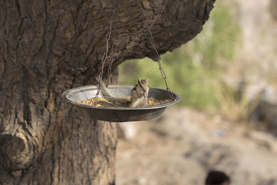 รูปภาพGilhari – เลือกดูภาพถ่ายสต็อก เวกเตอร์ และวิดีโอ9 | Adobe Stock