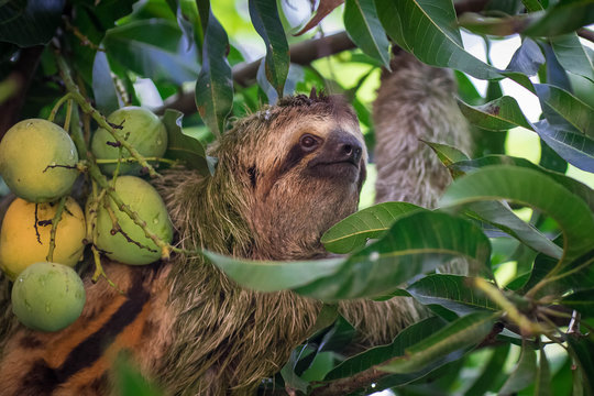 Sloth Eating Fruit