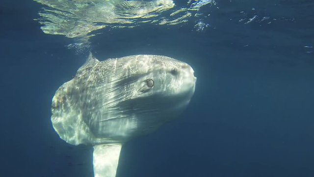 Giant Sunfish