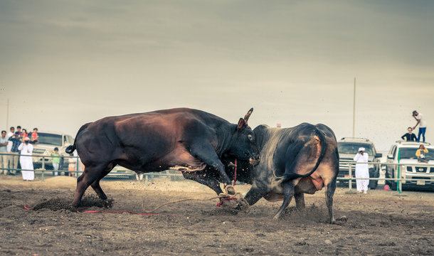 Bulls Fighting Images – Browse 51,380 Stock Photos, Vectors, and Video ...