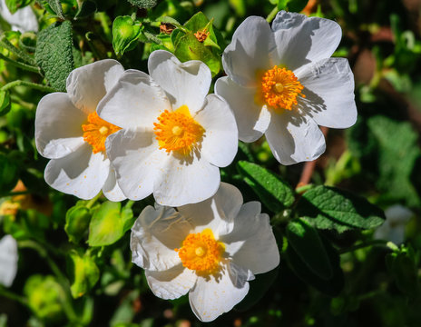 Ligneous Images – Browse 12,970 Stock Photos, Vectors, and Video ...