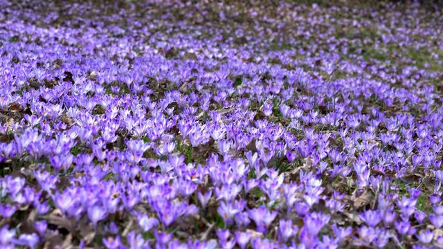 Crocus Video Footage – Browse 5,836 HD Stock Video and Footage | Adobe ...