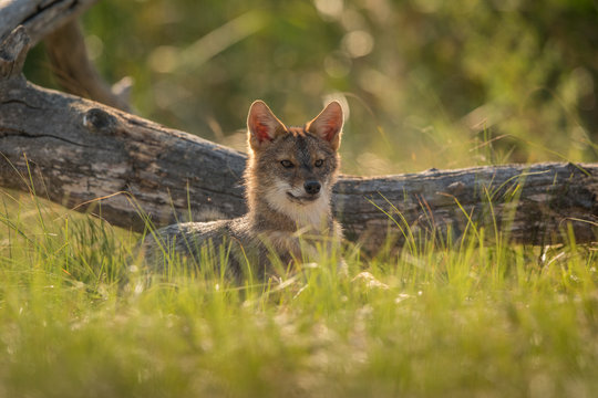 "Canis Aureus" Images – Browse 32 Stock Photos, Vectors, and Video ...