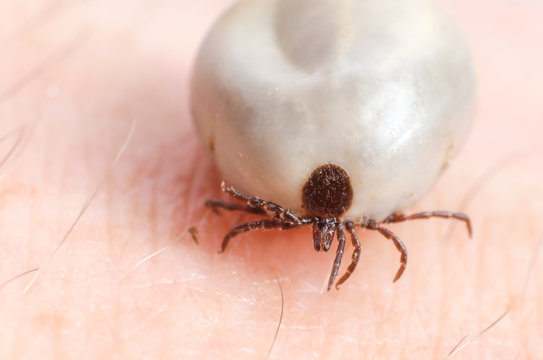 Woodtick Images – Browse 45 Stock Photos, Vectors, and Video | Adobe Stock