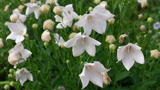 "Austin Koeckeritz"-Bilder: Stock-Fotos & -Videos. | Adobe Stock