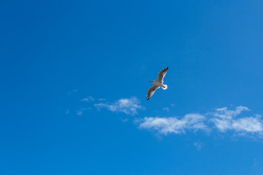 Windvogel Bilder – Durchsuchen 85,586 Archivfotos, Vektorgrafiken und ...