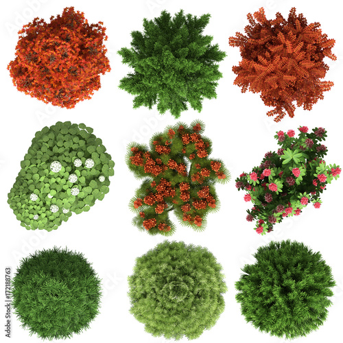 "tree plan 3d render on white background" Stock photo and royalty-free ...