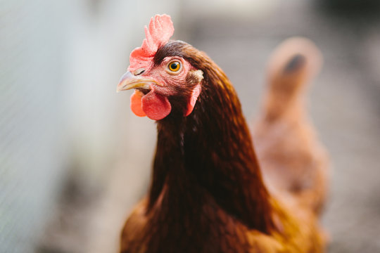 Poulets Images – Parcourir 2,941,761 le catalogue de photos, vecteurs ...