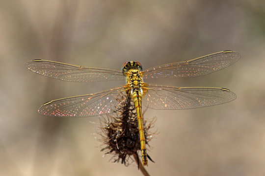 รูปภาพPaleoptera – เลือกดูภาพถ่ายสต็อก เวกเตอร์ และวิดีโอ136 | Adobe Stock