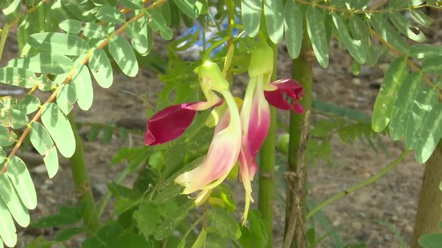 「Agasta」の写真素材 | 794件の無料イラスト画像 | Adobe Stock