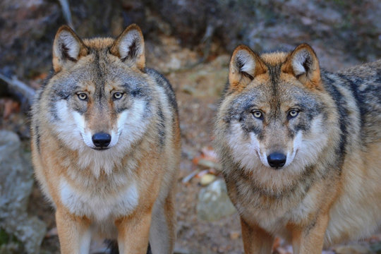 Isegrim Images – Browse 9 Stock Photos, Vectors, and Video | Adobe Stock