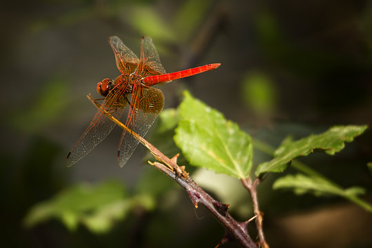 รูปภาพAnisoptera – เลือกดูภาพถ่ายสต็อก เวกเตอร์ และวิดีโอ242,280 ...