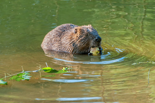 รูปภาพCastoridae – เลือกดูภาพถ่ายสต็อก เวกเตอร์ และวิดีโอ598 | Adobe Stock