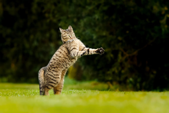 Tigerkatze bilder – Bläddra bland 1,172 stockfoton, vektorer och videor ...