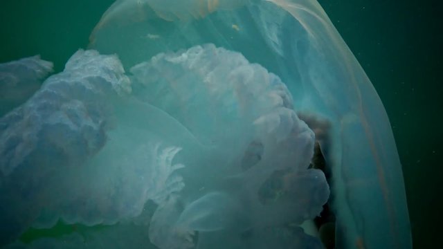 "Frilly-Mouthed Jellyfish" Images – Browse 493 Stock Photos, Vectors ...