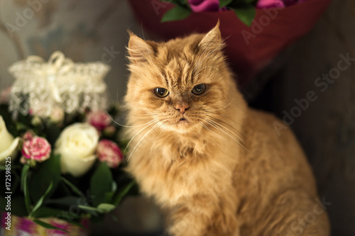 "Yellow Persian cat,Beautiful yellow cat on flowers background. Persian ...
