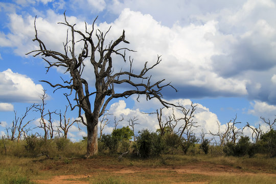 "Empty Trees"-Bilder: Stock-Fotos & -Videos. | Adobe Stock