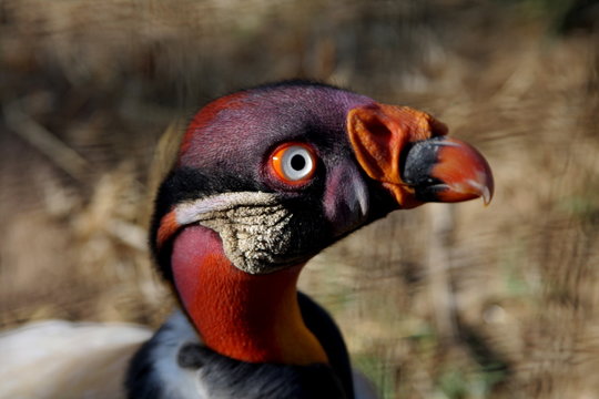 Volture Images – Browse 89 Stock Photos, Vectors, and Video | Adobe Stock