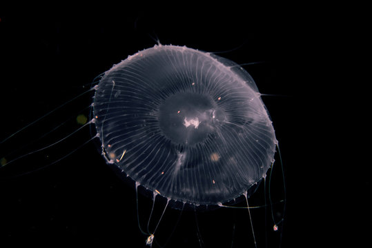 รูปภาพHydromedusa – เลือกดูภาพถ่ายสต็อก เวกเตอร์ และวิดีโอ127 | Adobe Stock