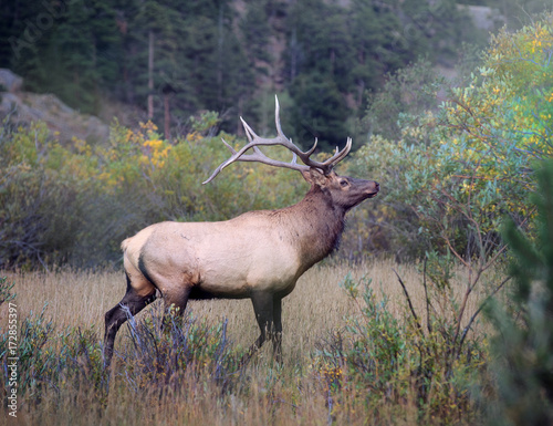 "Large bull elk - side view." Stock photo and royalty-free images on ...